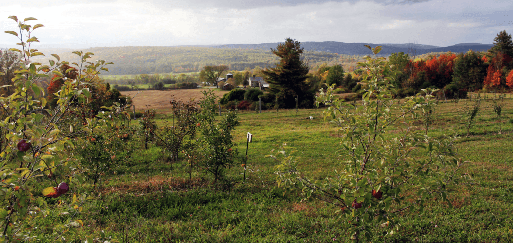 Apple Harvest Schedule - Cobble Knoll Orchard, Benson, VT