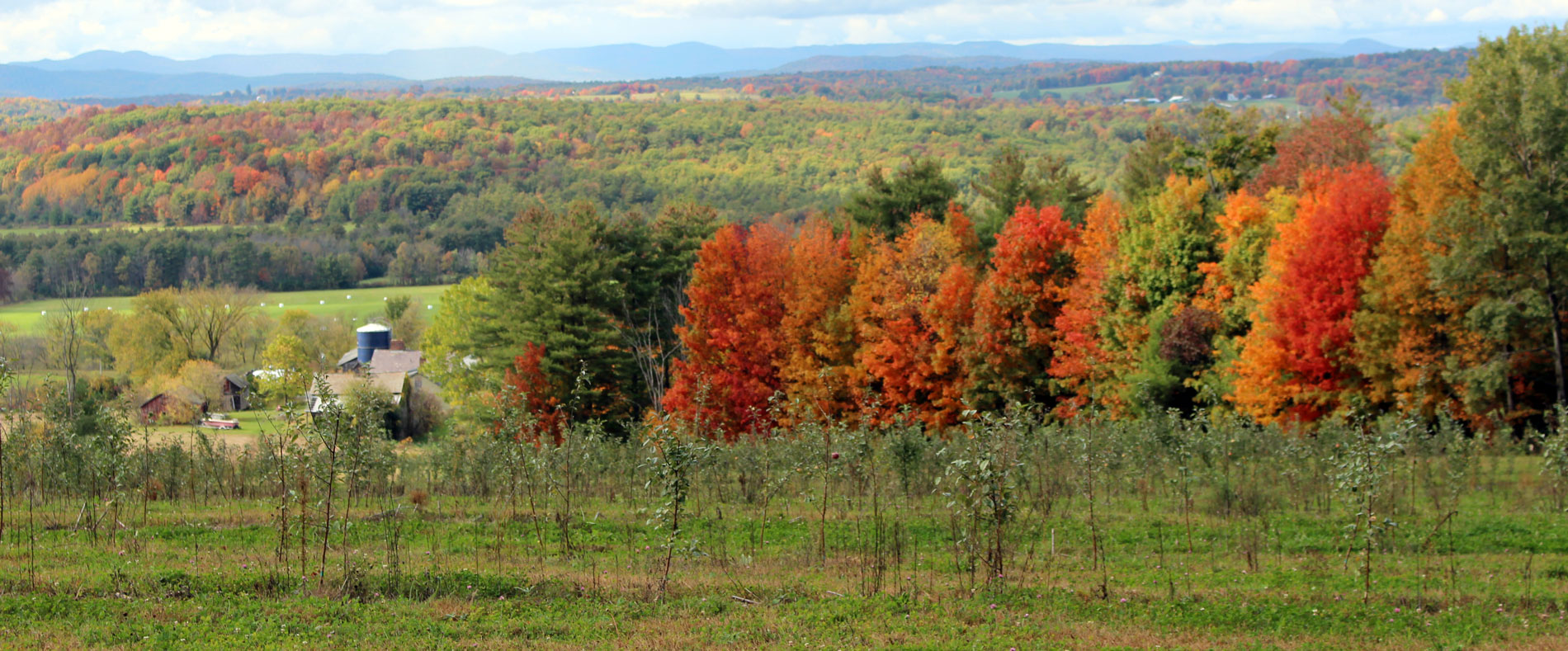 Apple Varieties - Cobble Knoll Orchard, Benson, Vermont