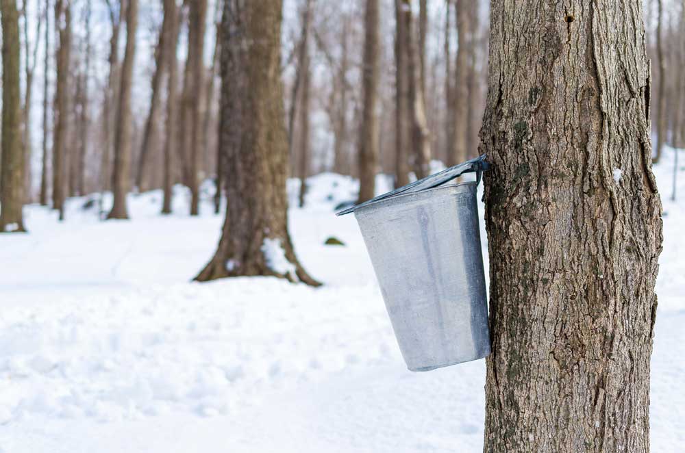Vermont Maple Syrup - Cobble Knoll Orchard, Benson Vermont