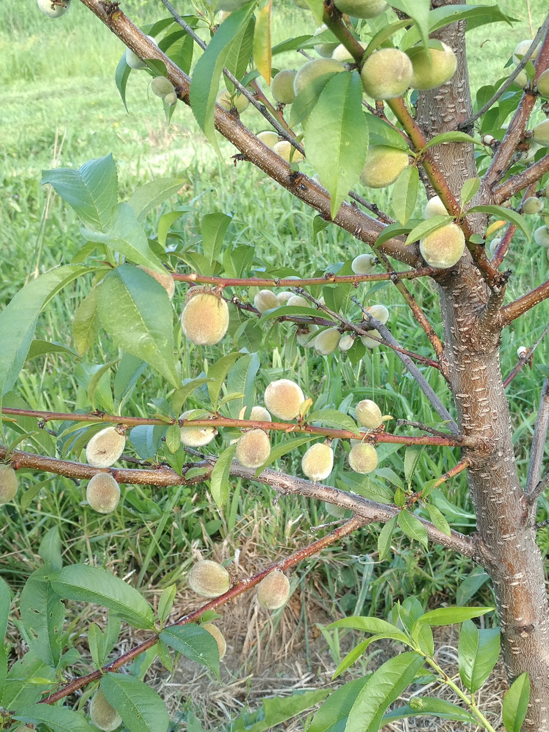 Peaches - Cobble Knoll Orchard